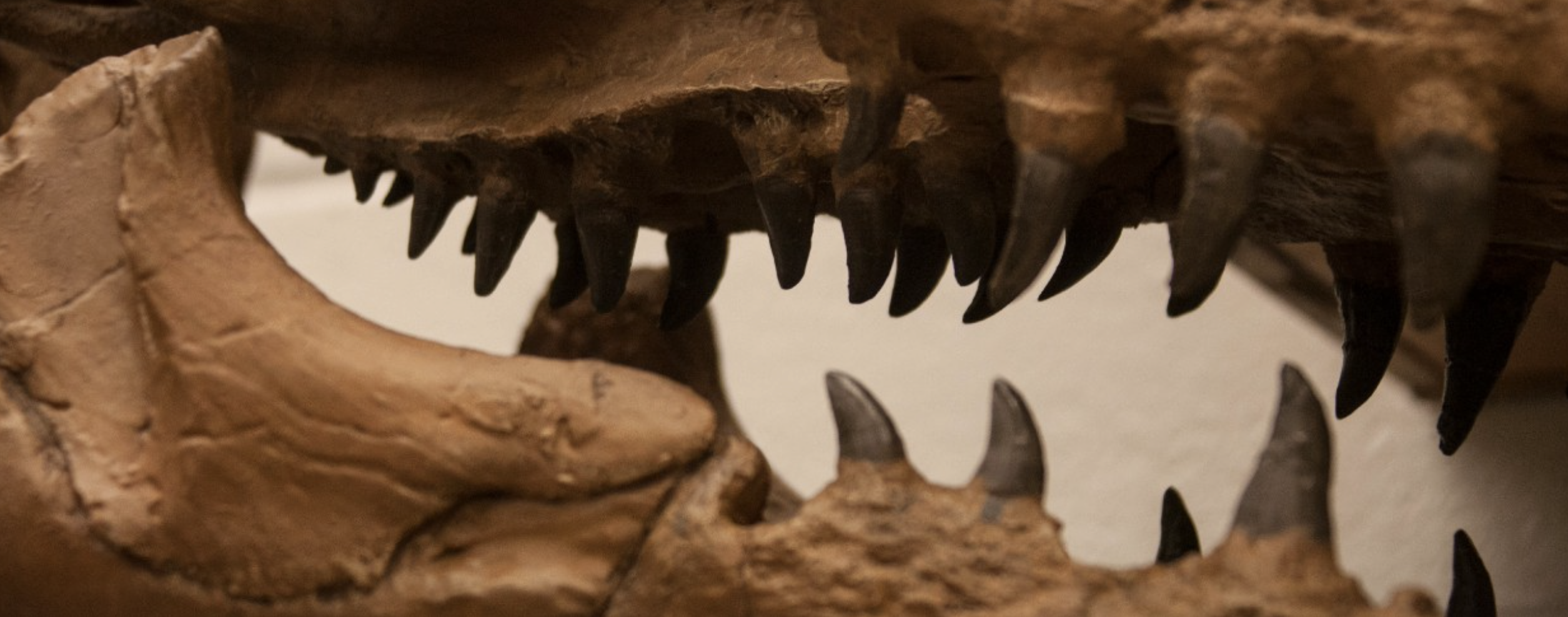 UC identifies new species of mosasaur | The UC Family Portal